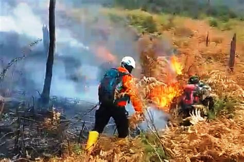 KLHK Catat Luas Kebakaran Hutan Dan Lahan Capai 994 Ribu Hektare