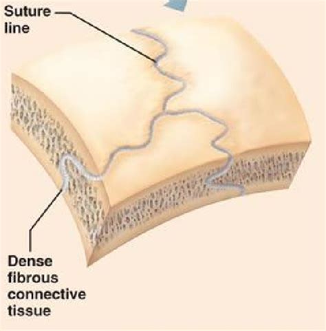 Msk Block 1 Patho Structurefxn Of Joints And Muscles Flashcards Quizlet