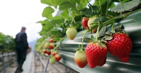 빨간 겨울딸기가 주렁주렁