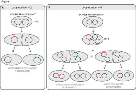 Tech Clinic 4 Can A Single E Coli Take Up 2 Plasmids Bitesize Bio