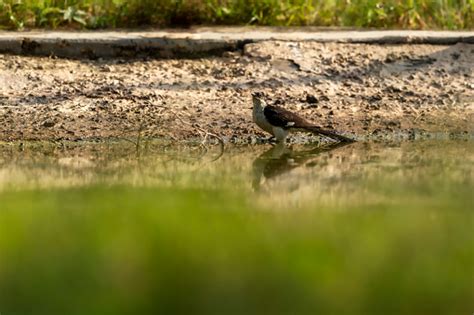 Jacobin Cuckoo Or Pied Cuckoo Or The Pied Crested Cuckoo Or Clamator