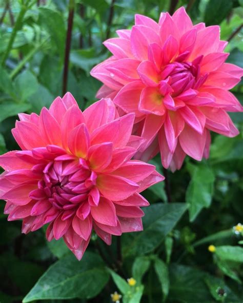 Jitterbug Dahlia Tubers