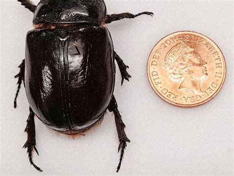 Grounded Bugs Irl Rgroundedgame