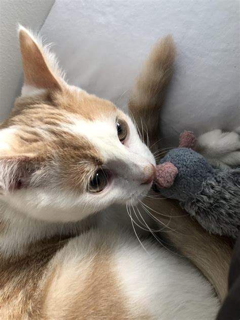 Little dingus always has a stain on his nose from being a messy eater ...