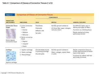 Ex 6a Connective Tissues PPT