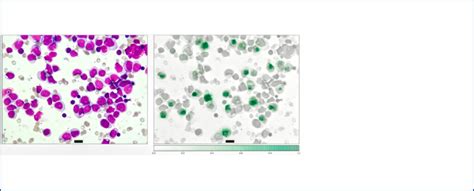 Mainframe Else Kröner Fresenius Center For Digital Health