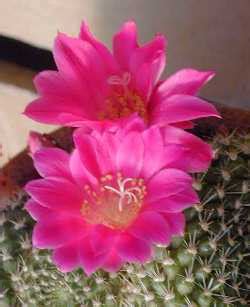 Rebutia minuscula var. violaciflora