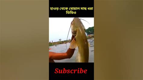 হাওর থেকে বড়ো বোয়াল মাছ ধরা ভিডিও। Official Like Bd Subscribe