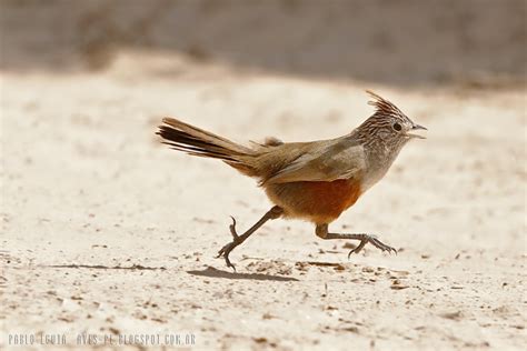 Mis Fotos De Aves Rhinocrypta Lanceolata Gallito Copetón Crested Gallito
