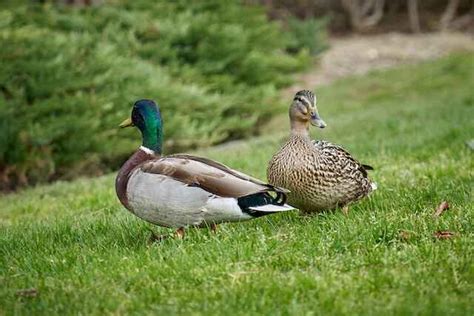 Duck Courtship 101 A Guide To Their Mating Rituals