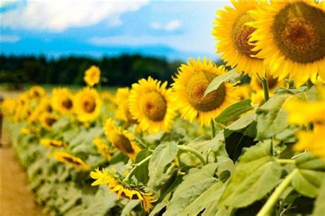 [1 Night 2 Days] Nagaoka Fireworks Festival Show And Tsunan Sunflower