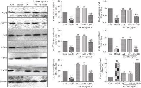 Effects Of SAT Were Through Upregulating SIRT1 A After Different