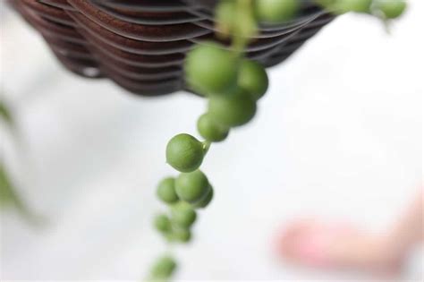 String Of Pearls Plant Care Grow Senecio Rowleyanus 2024