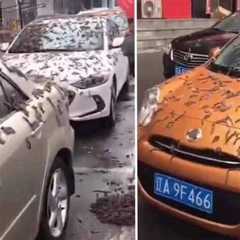 ¿es El Apocalipsis Hay Alarma En China Por Lluvia De Gusanos Vivos