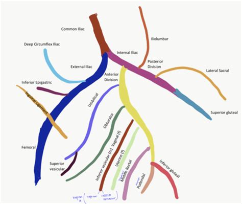 Lecture 3 Neurovascular Structures Of The Pelvis Flashcards Quizlet