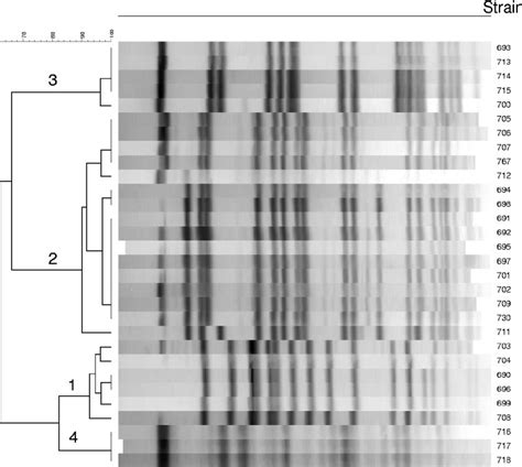 Dendrogram Generated From Pfge Profiles Of E Sakazakii Isolates N ϭ
