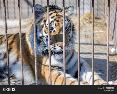 Tiger Trapped Small Cage Image And Photo Bigstock