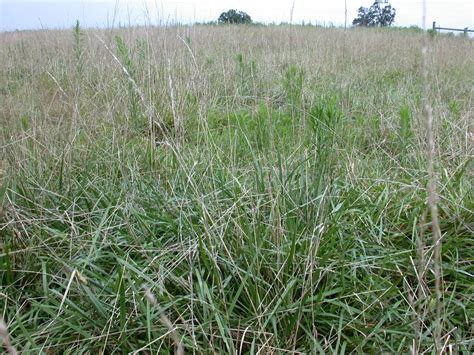 Tall Fescue