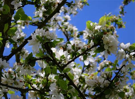 Flowers Flowering Spring Free Photo On Pixabay Pixabay