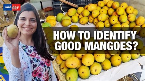 Roaming In Mumbai For Best Mangoes How To Identify The Right Mangoes