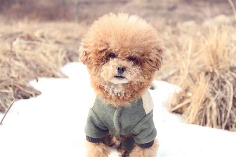 푸숑 성격 및 특징 알아보기 해피초코