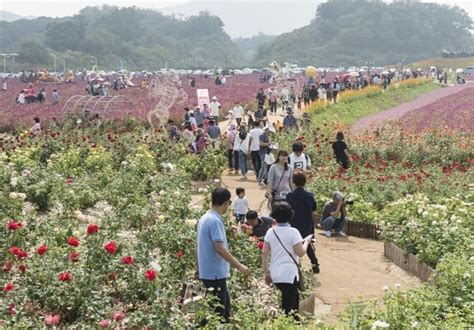 “가을꽃 물결” 양주 천일홍 축제 15일 개막 한국일보
