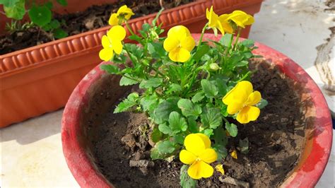 How To Plant Viola Plants At Juliana Heinen Blog