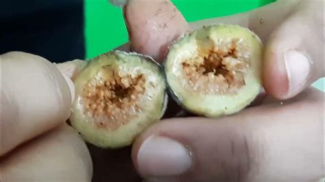 Fig Hypanthodium Inflorescence Youtube