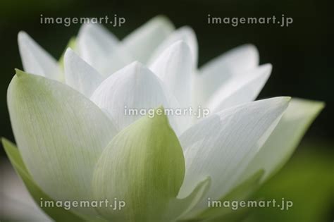 白い蓮の花の写真素材 259008453 イメージマート
