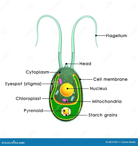 Chlamydomonas Stock Illustration Image 48747331