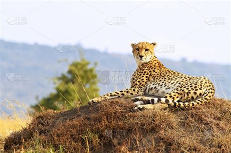 猎豹马赛马拉国家保护区马拉河马赛人野生猫科动物水平画幅山无人野外动物户外