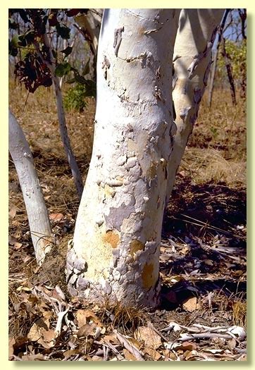 Eucalyptus Apodophylla