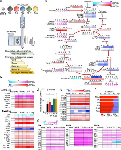 代谢和蛋白质组学数据的整合揭示了 T 细胞分化过程中鞘脂生物合成途径的增强 Communications Biology X Mol
