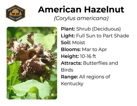 15 Native Shrubs Of Kentucky