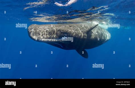 Curious Sperm Whale Looking At The Camera Indian Ocean Mauritius