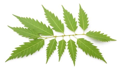 Premium Photo Medicinal Neem Leaf Isolated On White Background
