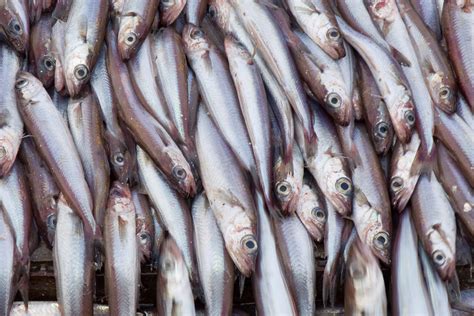 Frustrated Aquafeed Companies Decry Stagnant Northeast Atlantic Blue