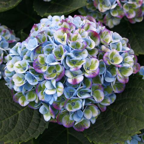 Buy Premium Quality Hydrangea Macrophylla Magical Revolution From Dutch Bulbs