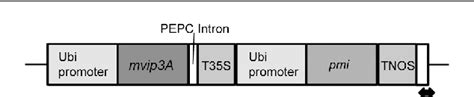 Figure 1 From Development And Validation Of An Event Specific Quantitative Pcr Method For