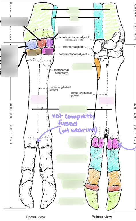 Bovine Manus Diagram Quizlet
