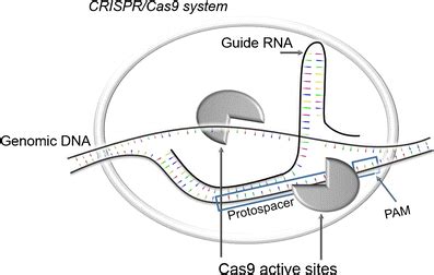 Clustered Regularly Interspaced Short Palindromic Repeat CRISPR Cas9 Download Scientific