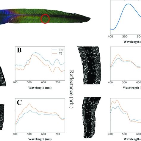 Fourier Transforms For The Sections From A Single Barbule Tem Image