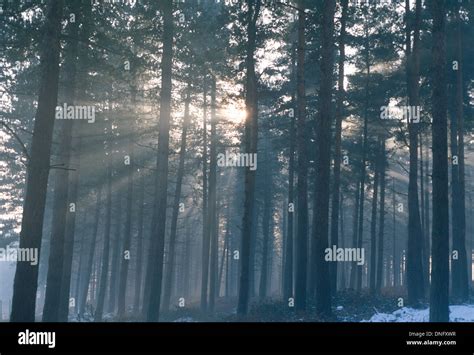 Light Filtering Through Trees In Plantation UK Stock Photo Alamy