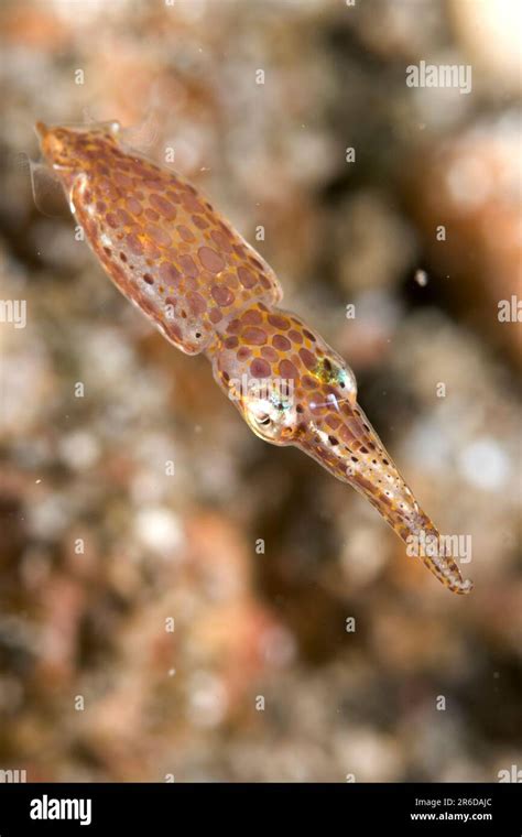 Pygmy Squid Idiosepius Sp Pantai Parigi Dive Site Lembeh Straits