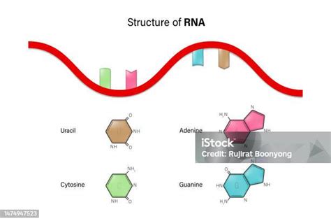 Rna의 구조 리보핵산 질소 염기 와 설탕 인산염 백본 우라실 아데닌 시토신 구아닌 Dna에 대한 스톡 벡터 아트 및 기타