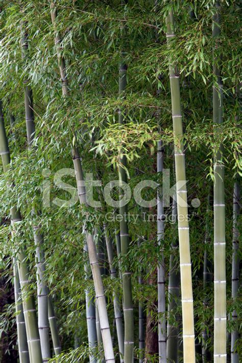 흰색 배경에 고립 된 차 여과기 스톡 사진 Freeimages