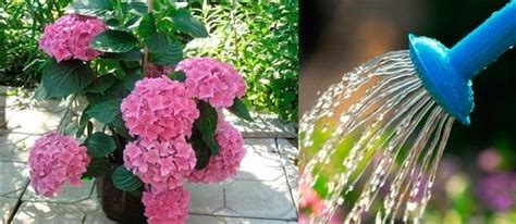 Крупнолистные крупноцветковые гортензии: выращивание на даче ...