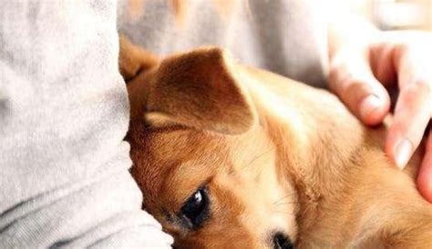 狗子被鞭炮吓到怎么办 生活经验 生活小常识大全
