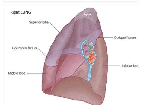 Learning Objectives Thorax Flashcards Quizlet