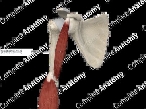 Coracobrachialis Muscle Complete Anatomy